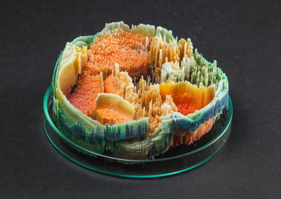 Fusionar arte y microbiología, así es el bioarte de Suzanne Anker