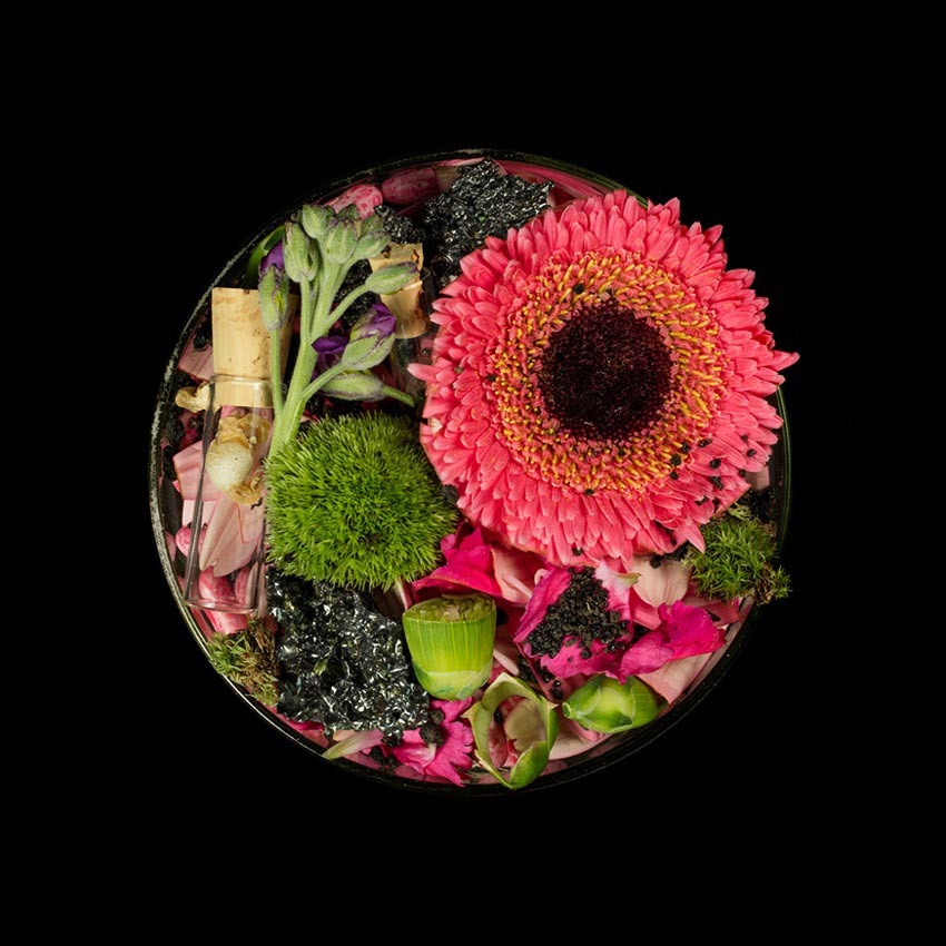 Fusionar arte y microbiología, así es el bioarte de Suzanne Anker