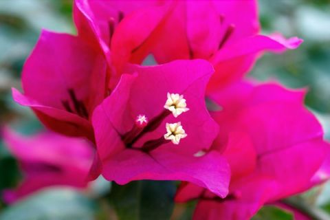 Rosa mexicano: la historia del color de una cultura