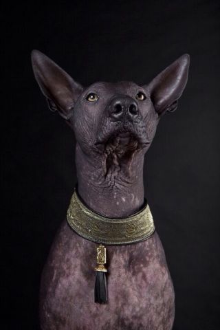 El xoloitzcuintle: Animal sagrado del México prehispánico | Fahrenheit ...